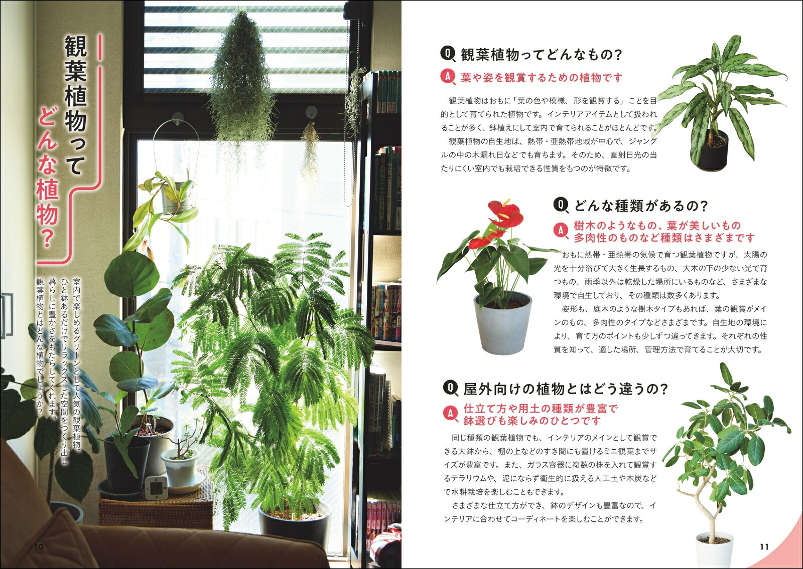 楽天ブックス 選び方・育て方のコツがわかる!観葉植物を楽しむ教科書 佐藤 桃子 9784816373824 本